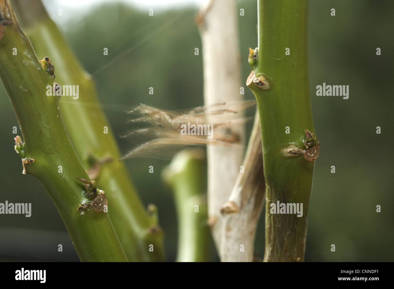 Heavy Jumping Spider (Hyllus sp.) adult female, jumping, in mid-air ...