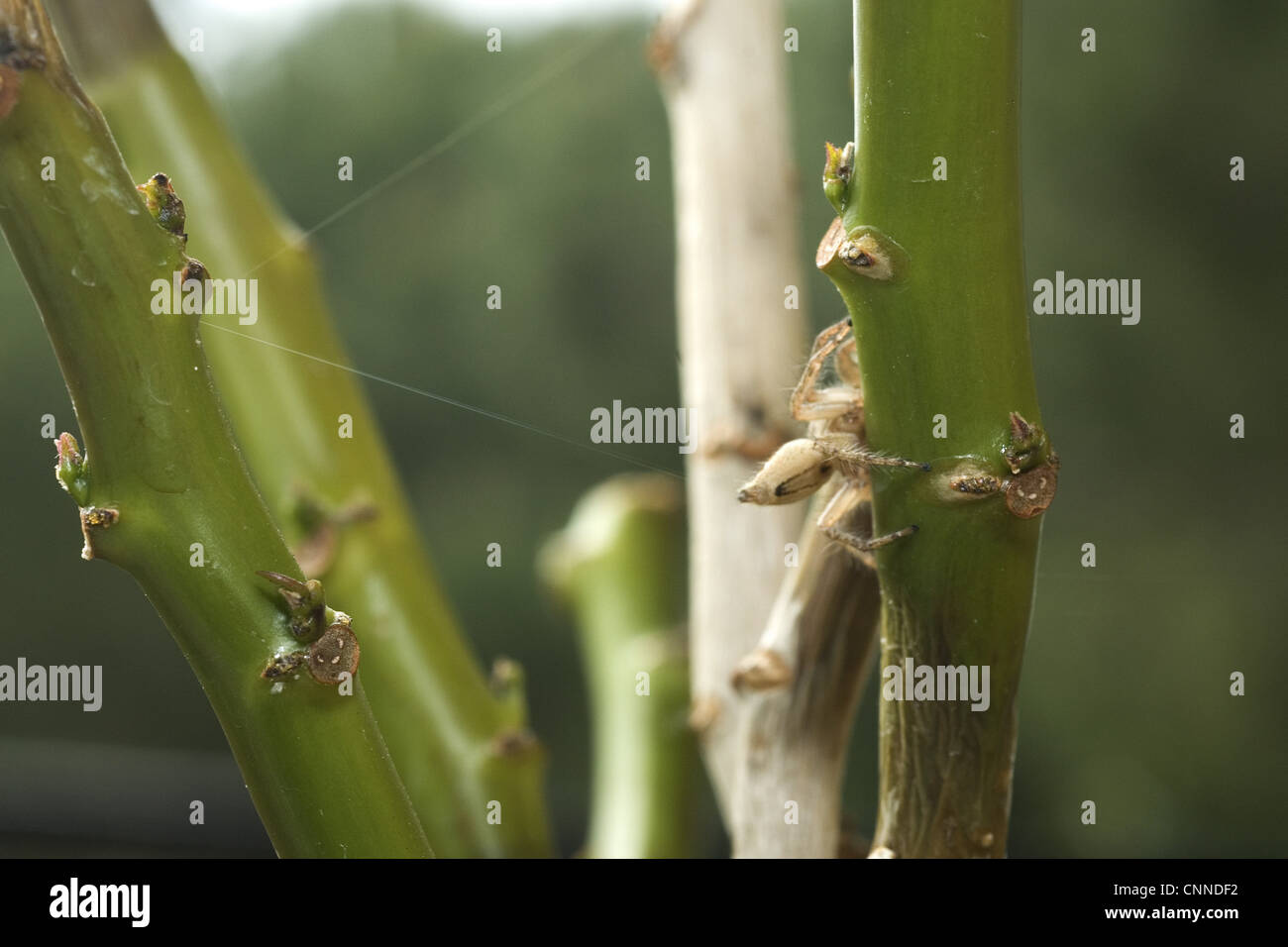 Heavy Jumping Spider (Hyllus sp.) adult female, jumping, landed on stem ...