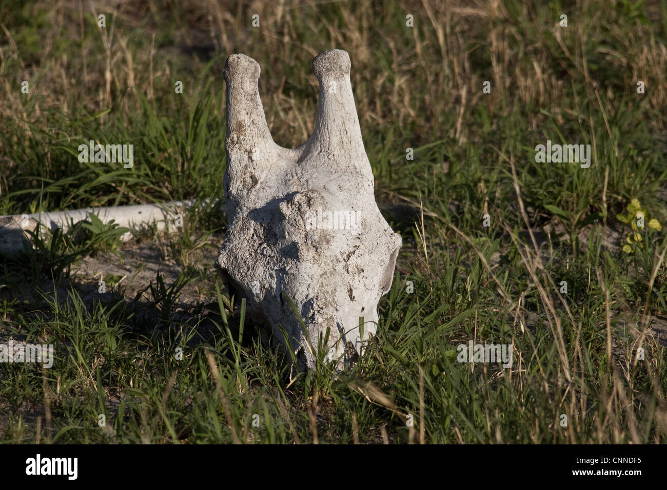 Giraffe skull hi-res stock photography and images - Alamy
