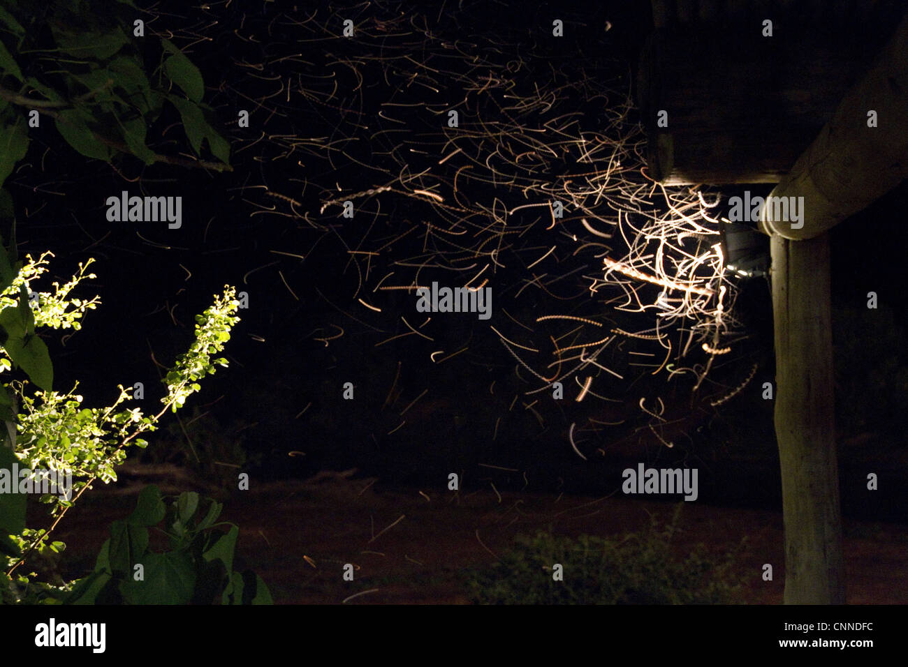 Insects attracted to light after dark in the African bush Stock Photo ...