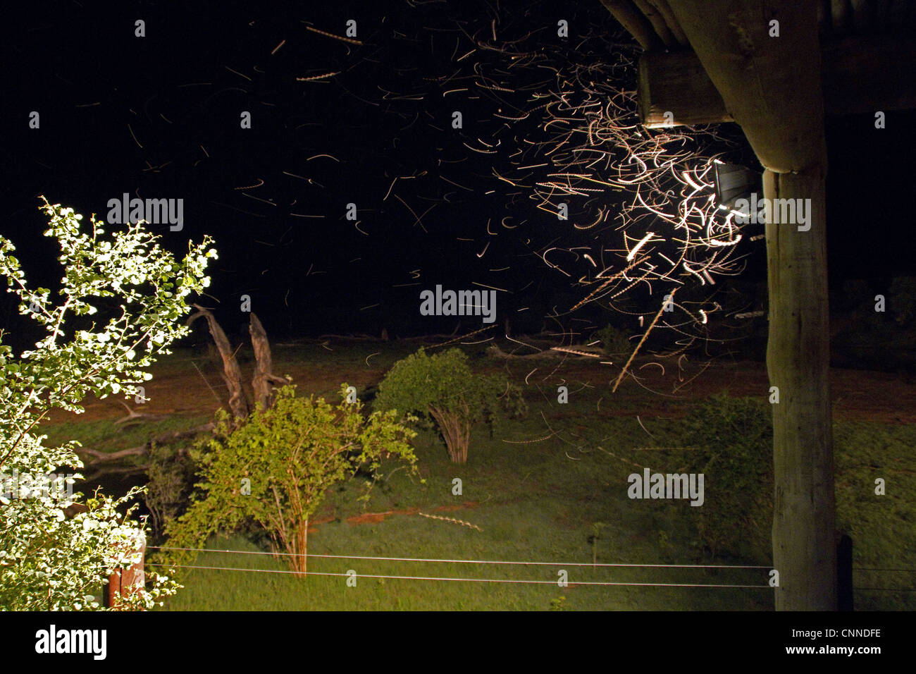 Insects attracted to light hi-res stock photography and images - Alamy