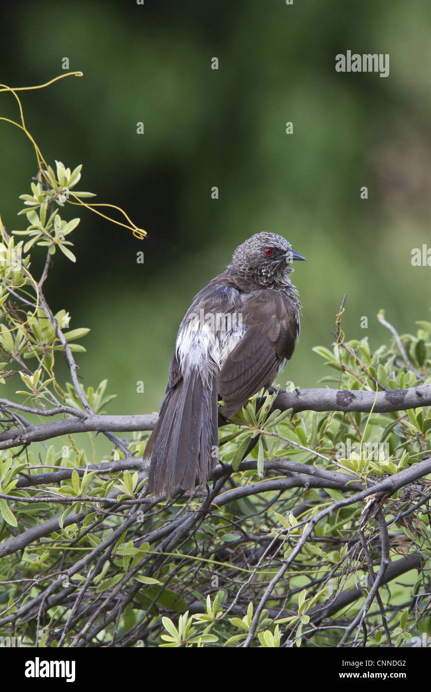 hartlaub's babbler - a locally common resident of the Okavango Delta ...