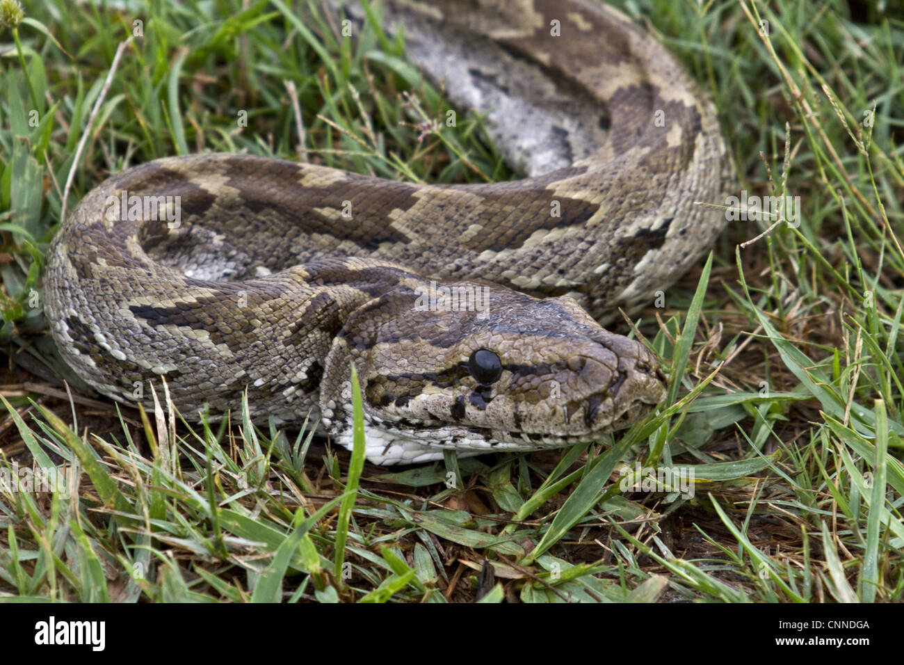 Aafrican hi-res stock photography and images - Alamy