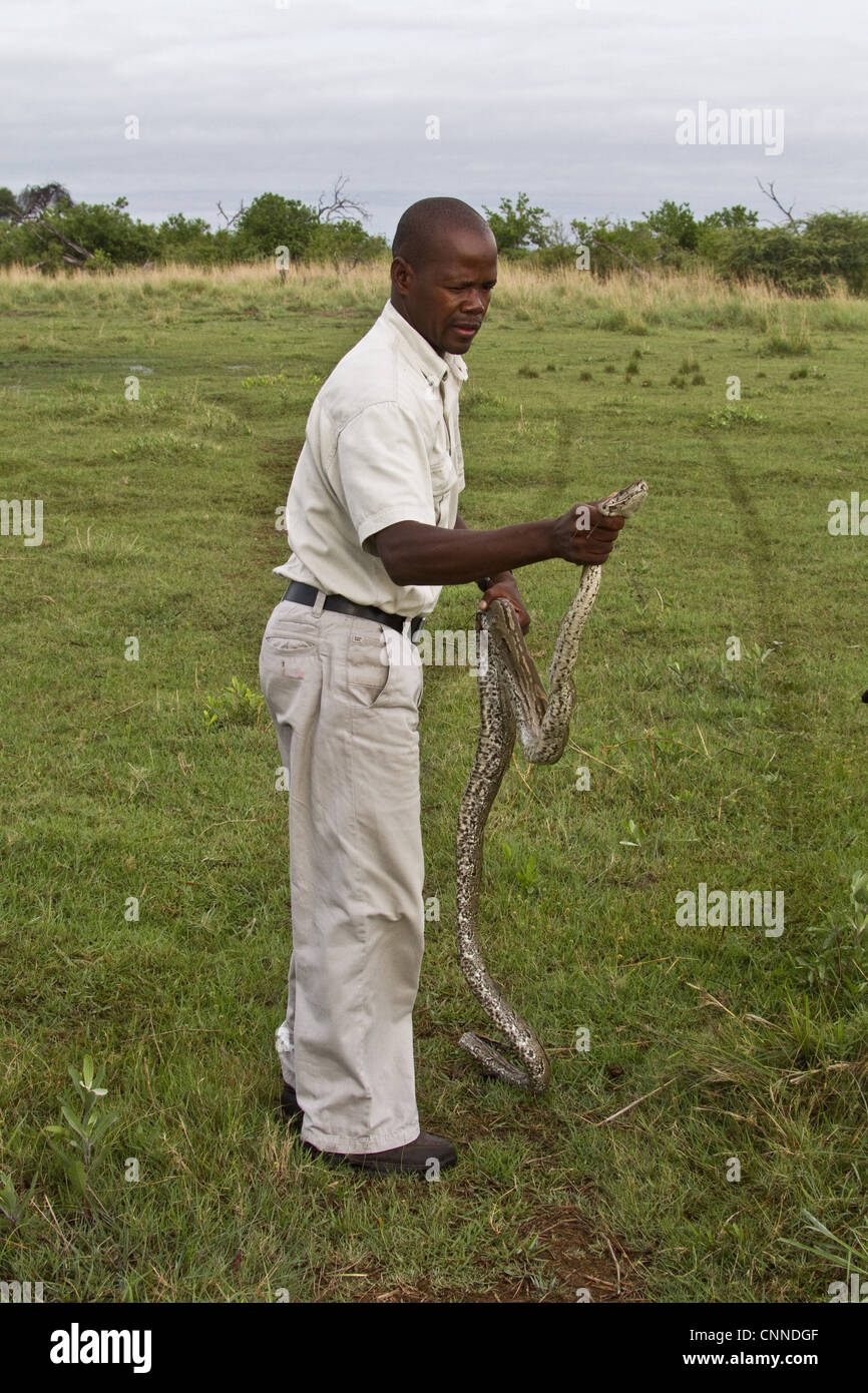 Holding an African Rock Python - Okavango Delta Stock Photo - Alamy