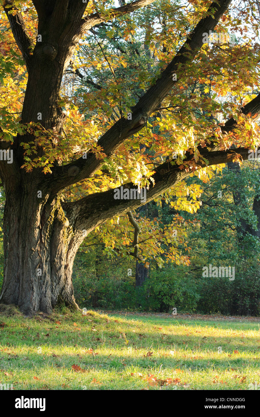 Sunlight on an old oak tree Stock Photo - Alamy
