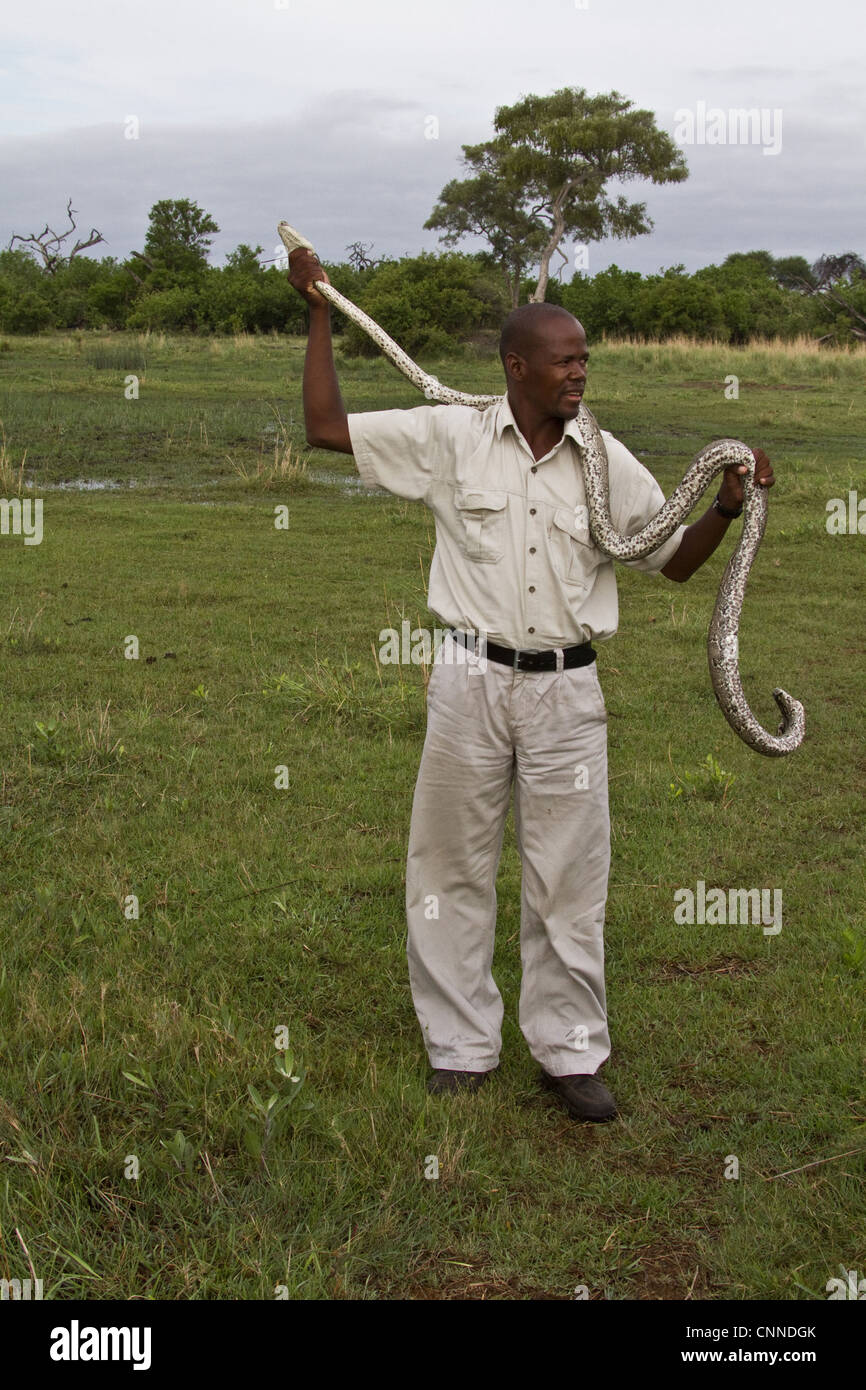 Holding an African Rock Python - Okavango Delta Stock Photo - Alamy