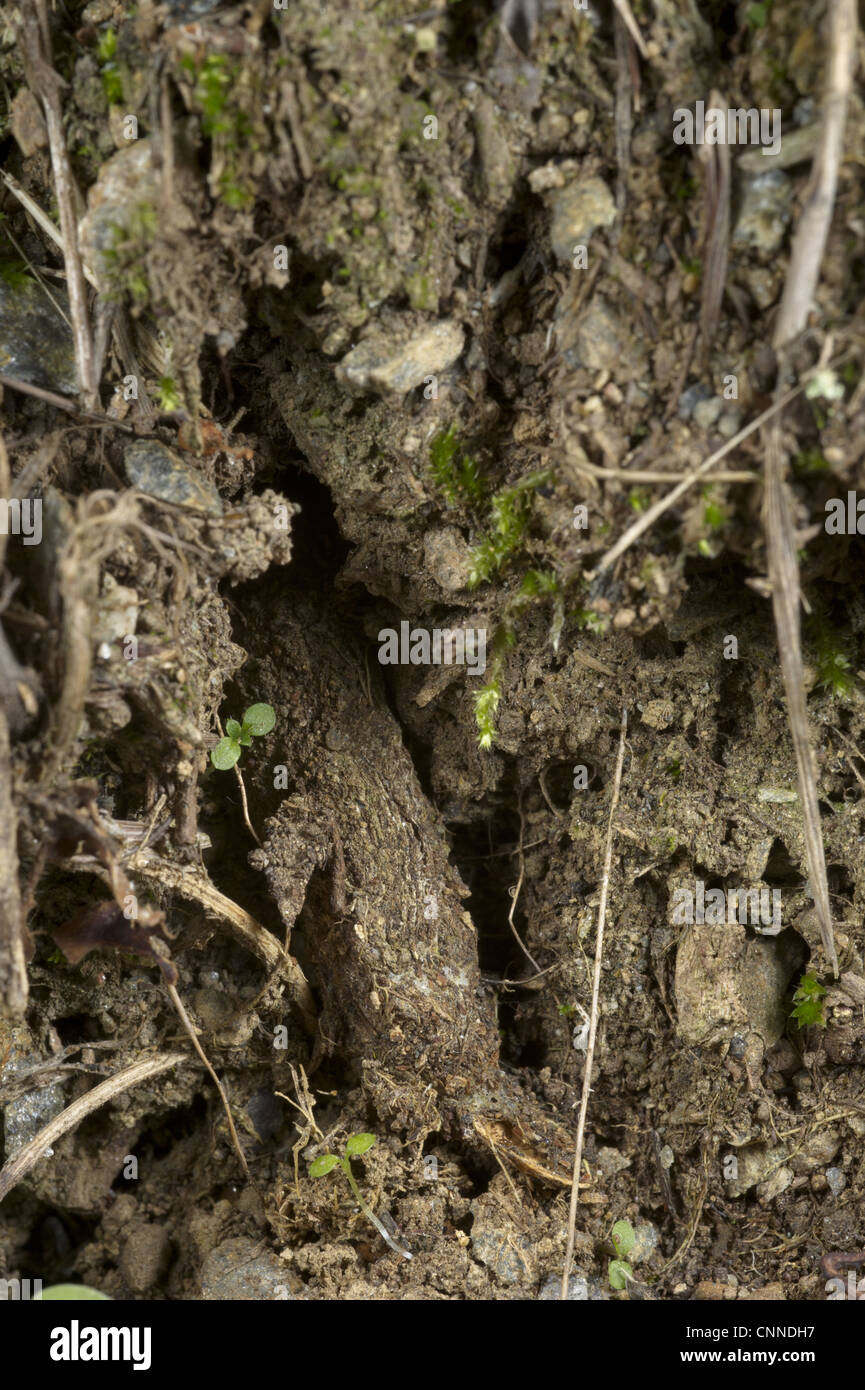 Atypus hi-res stock photography and images - Alamy
