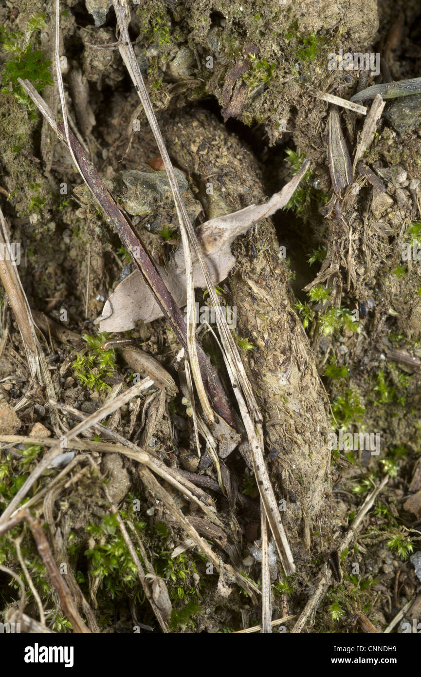 Mygalomorph spider hi-res stock photography and images - Alamy