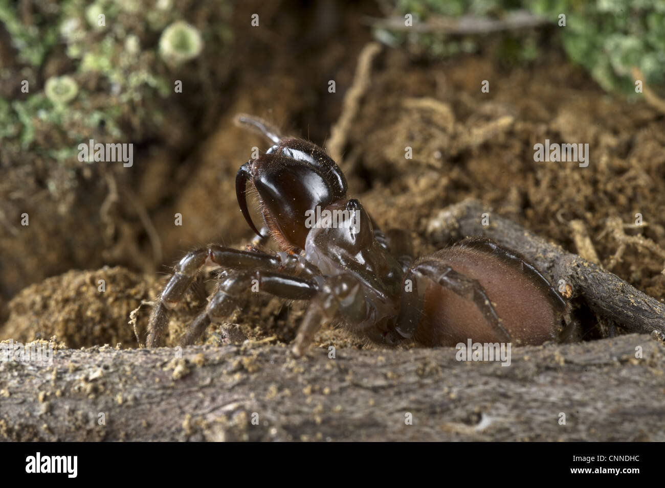 Purse web spider hi-res stock photography and images - Alamy