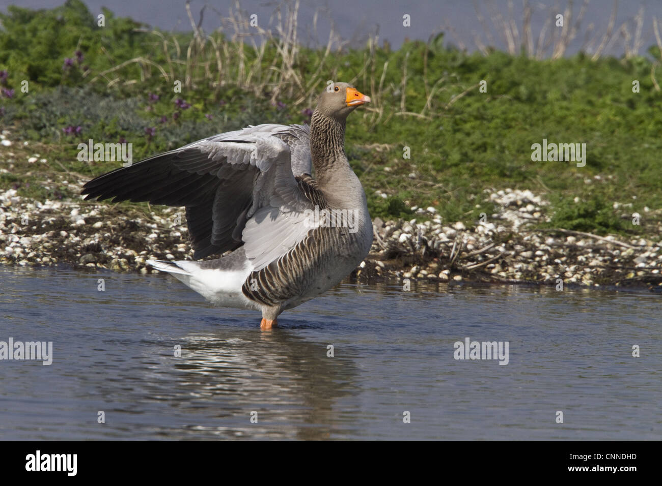 Greylag goose wing flapping - Minsmere spring Stock Photo - Alamy