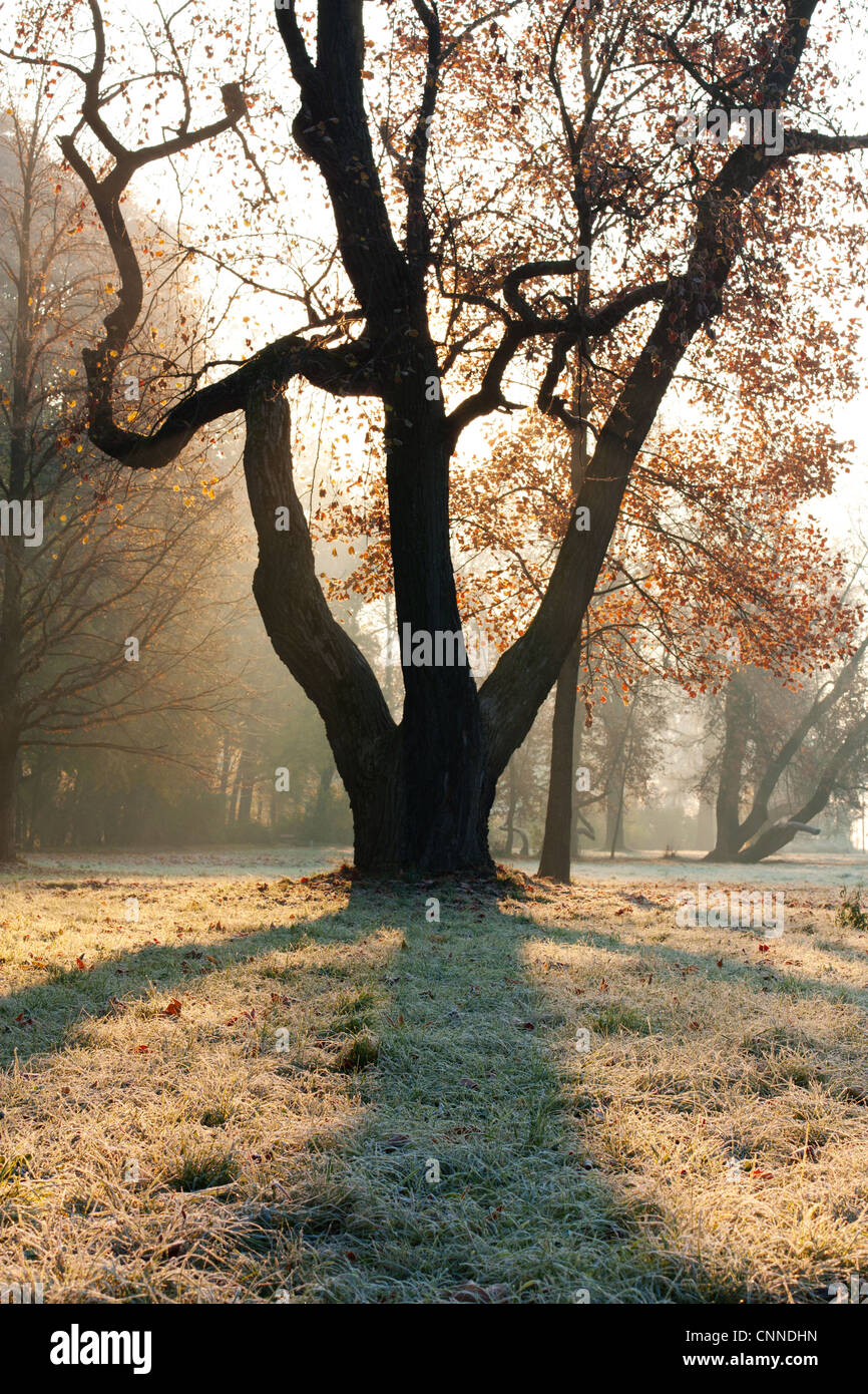 The magical tree in morning light Stock Photo - Alamy