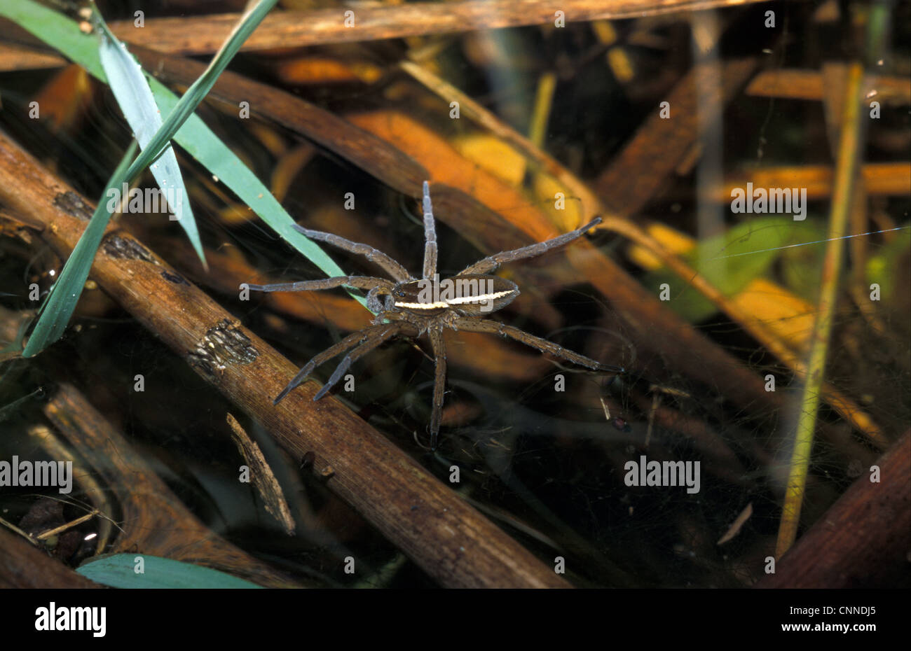 Fen Raft Spider (Dolomedes plantarius) Striped male - Redgrave & Lopham ...