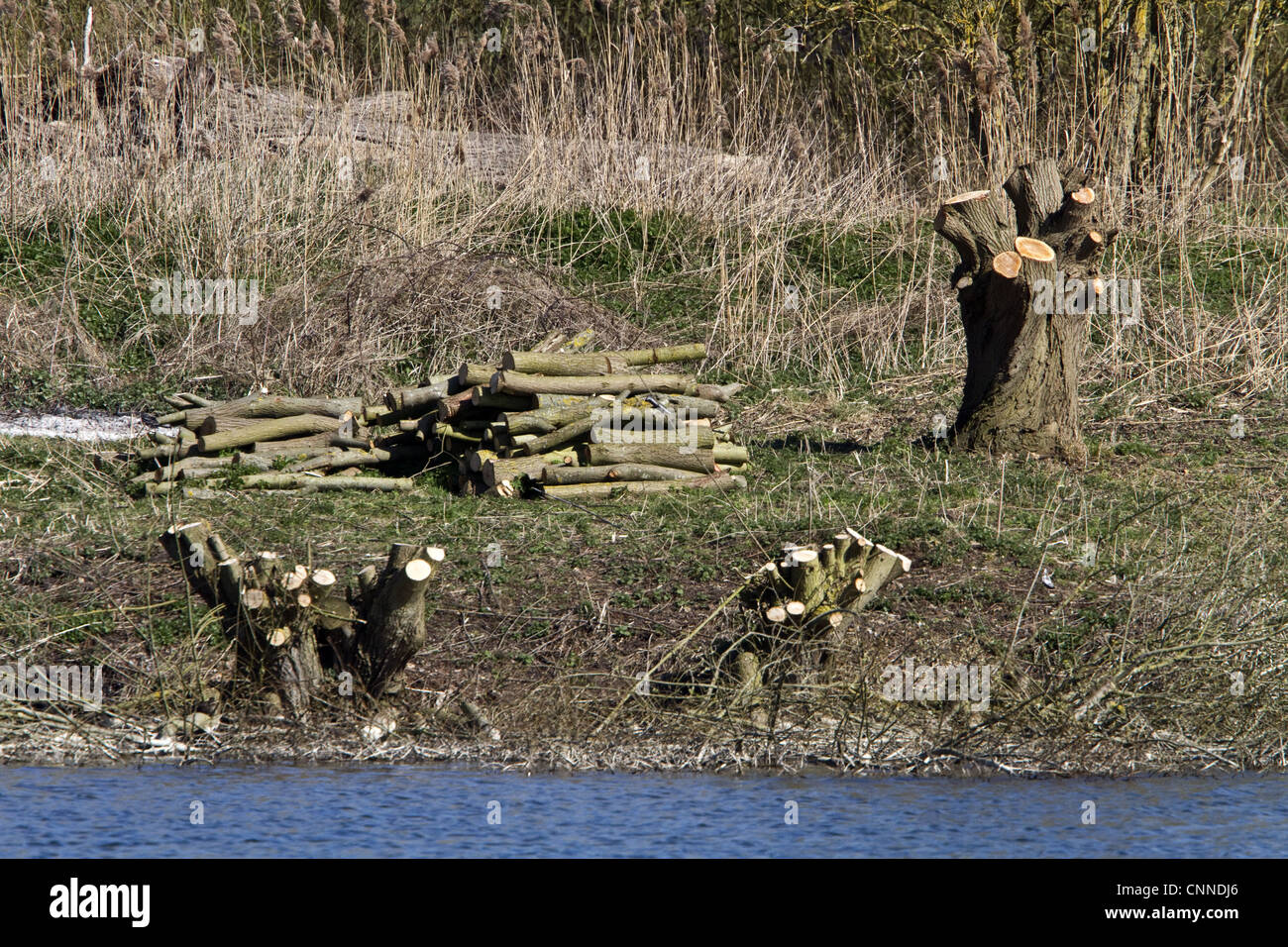 Coppicing willow hi-res stock photography and images - Alamy