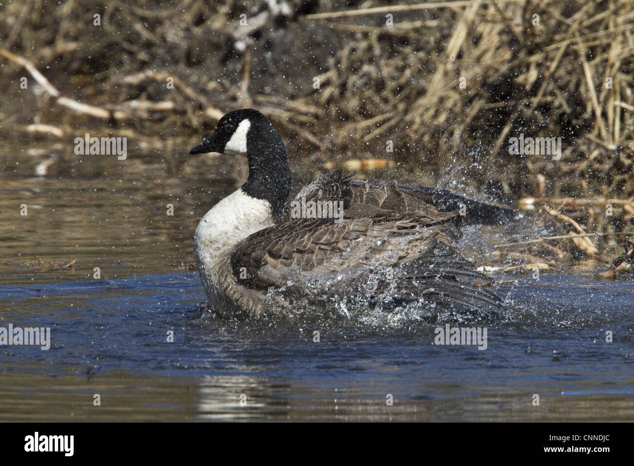 Goose washing hi-res stock photography and images - Alamy