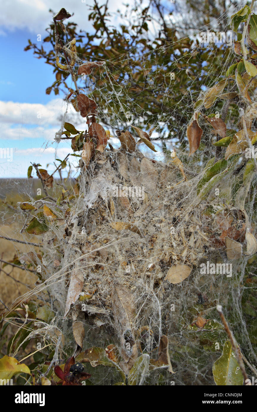 African Social Spider (Stegodyphus dumicola) communal web in bush ...
