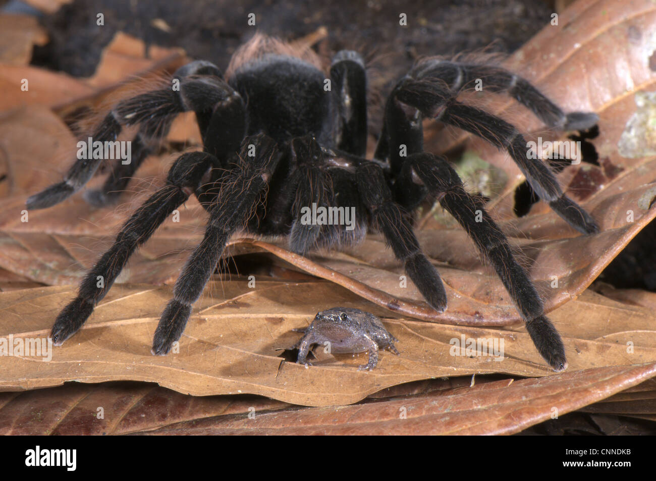 Peruvian Tarantula Pamphobeteus sp. adult walking Dotted Humming Frog ...