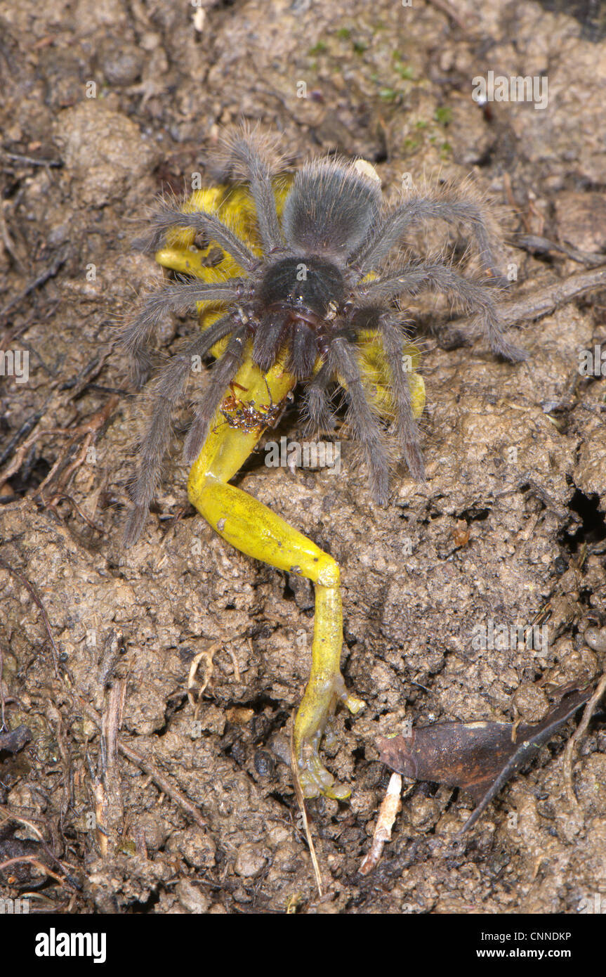 Peruvian Tarantula Pamphobeteus sp. young feeding Amazon Snouted ...