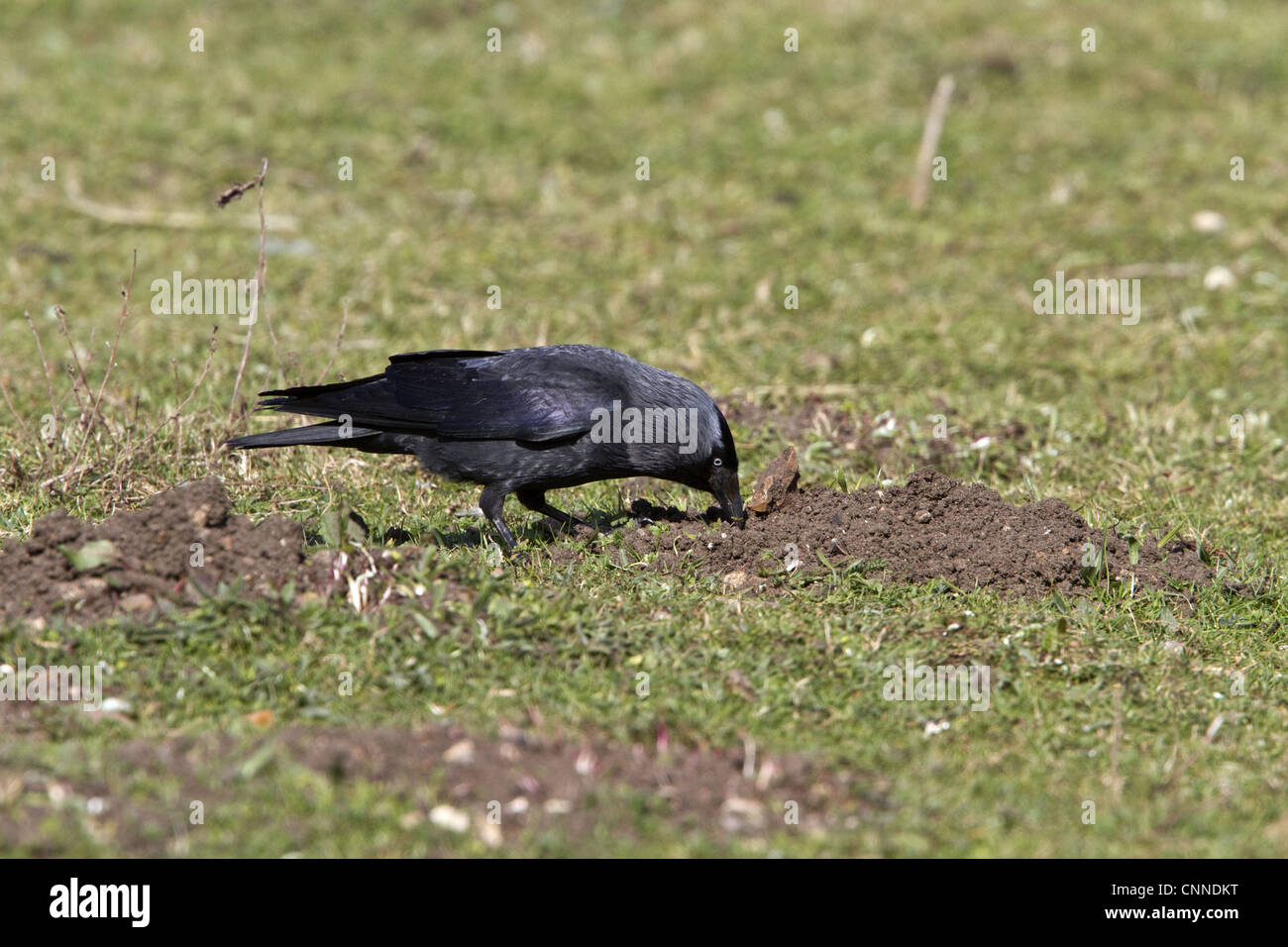 Jackdaw probing for food in earth disturbed by moles Stock Photo - Alamy