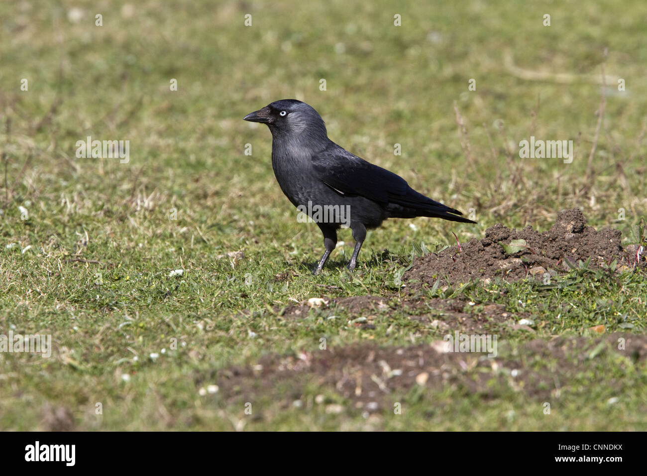 Jackdaw looking for food in field Stock Photo - Alamy