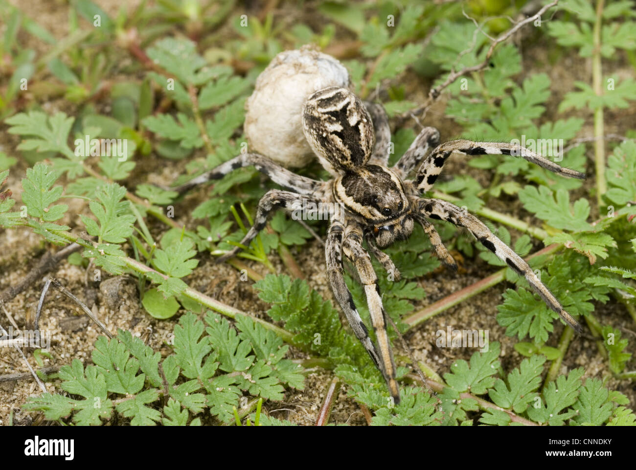 Rose Hair Tarantula Egg Sac