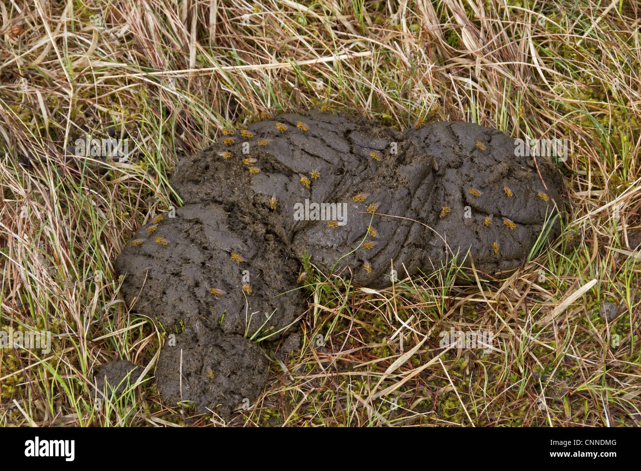 Cowpat flies High Resolution Stock Photography and Images - Alamy