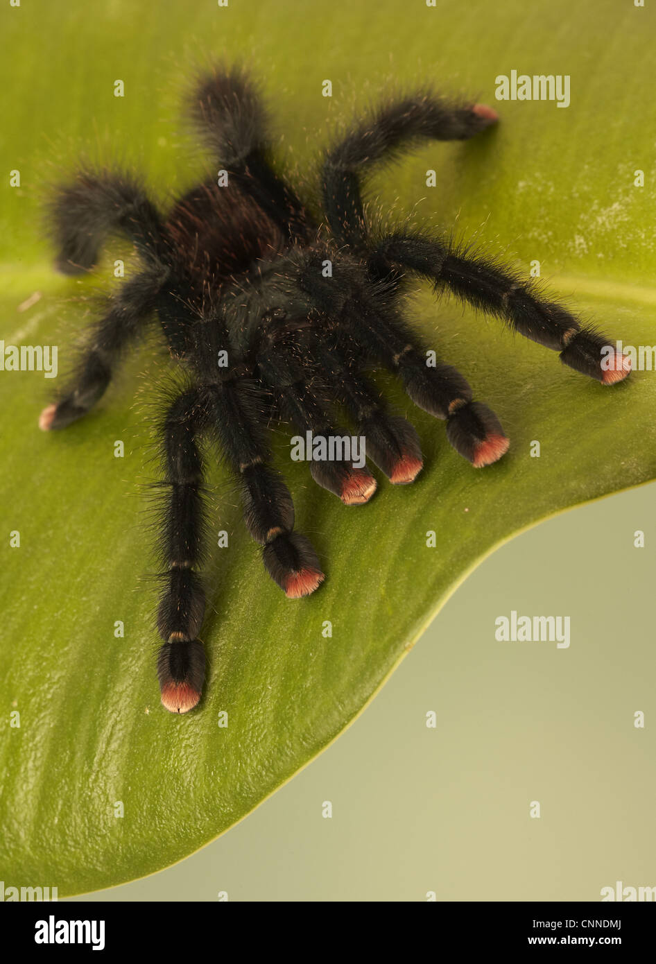 Common Pinktoe Tarantula (Avicularia avicularia) adult, resting on leaf ...