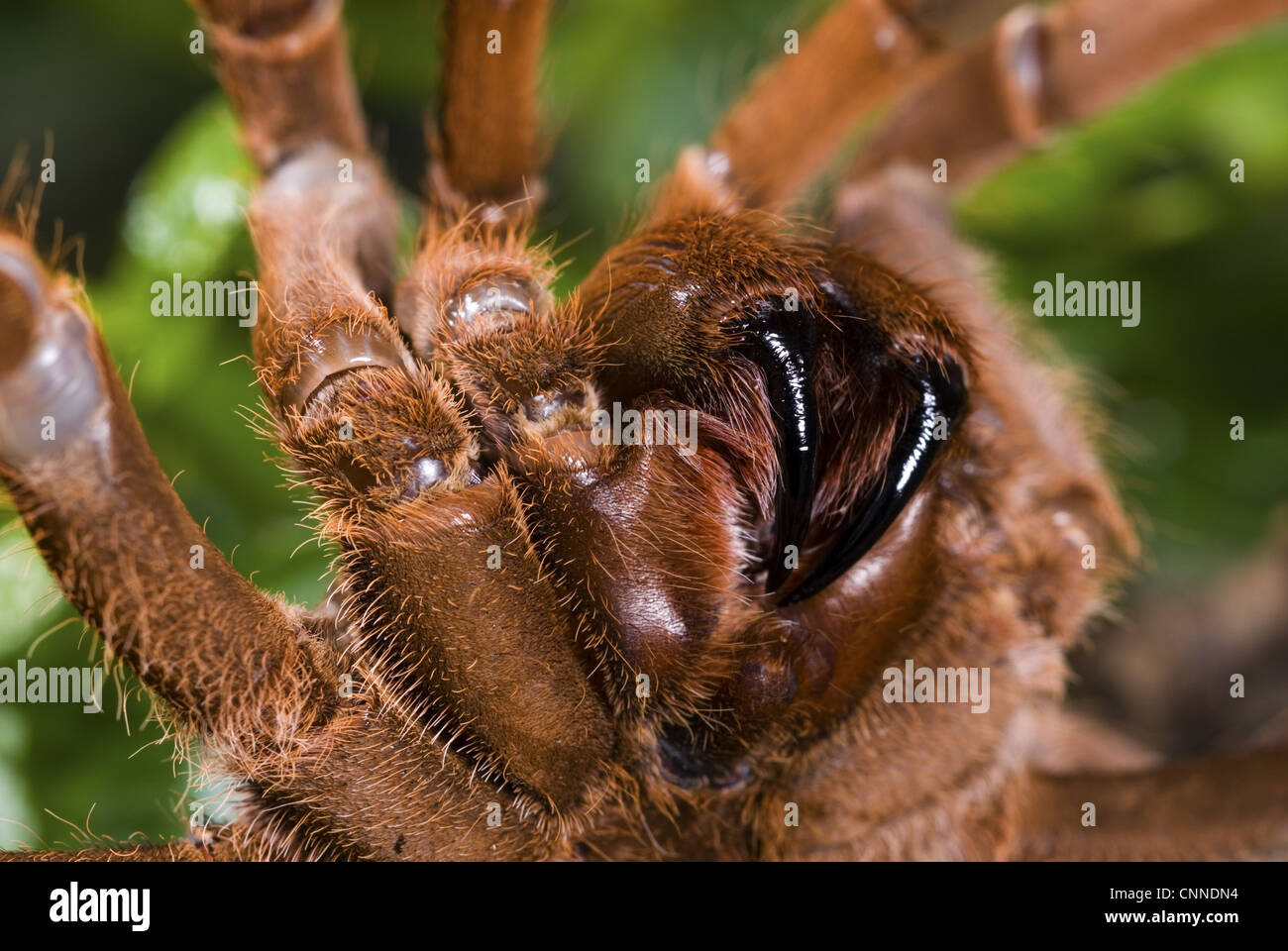 African Baboon Spider High Resolution Stock Photography and Images - Alamy