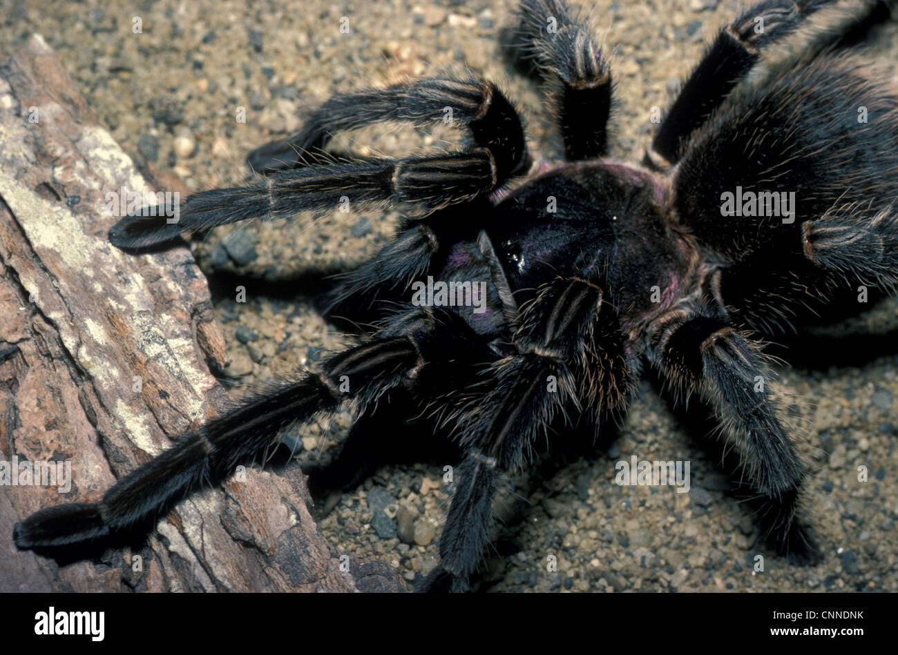 Spider - Texas Cinnamon Tarantula (Eurypelma chalcodes) Close-up Stock ...
