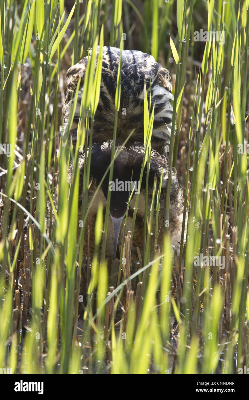 A booming Bittern, the bird lowers its head and rises its rear before ...