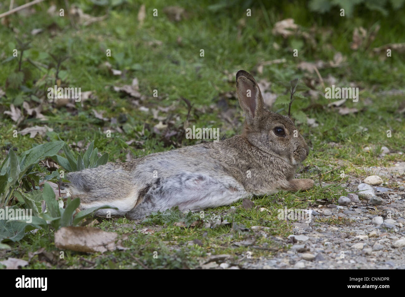 Rrabbit hi-res stock photography and images - Alamy