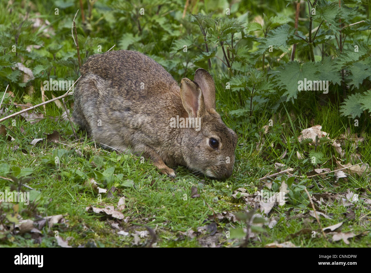 Rabbit feeding on grass Stock Photo - Alamy