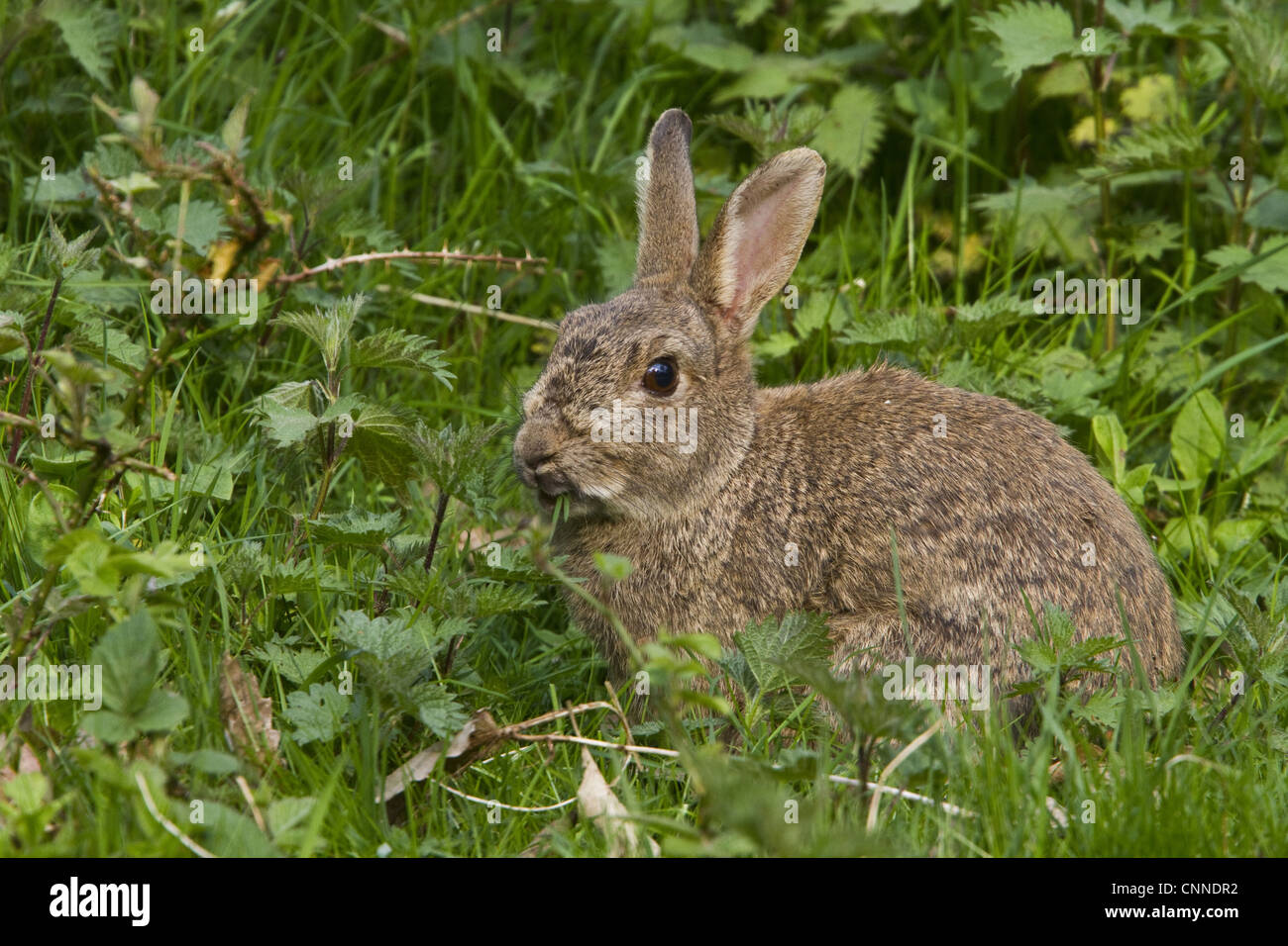 Rabbit eating grass Stock Photo - Alamy