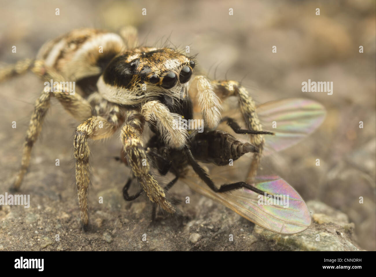 Zebra Jumping Spider (Salticus scenicus) adult, feeding on fly prey ...