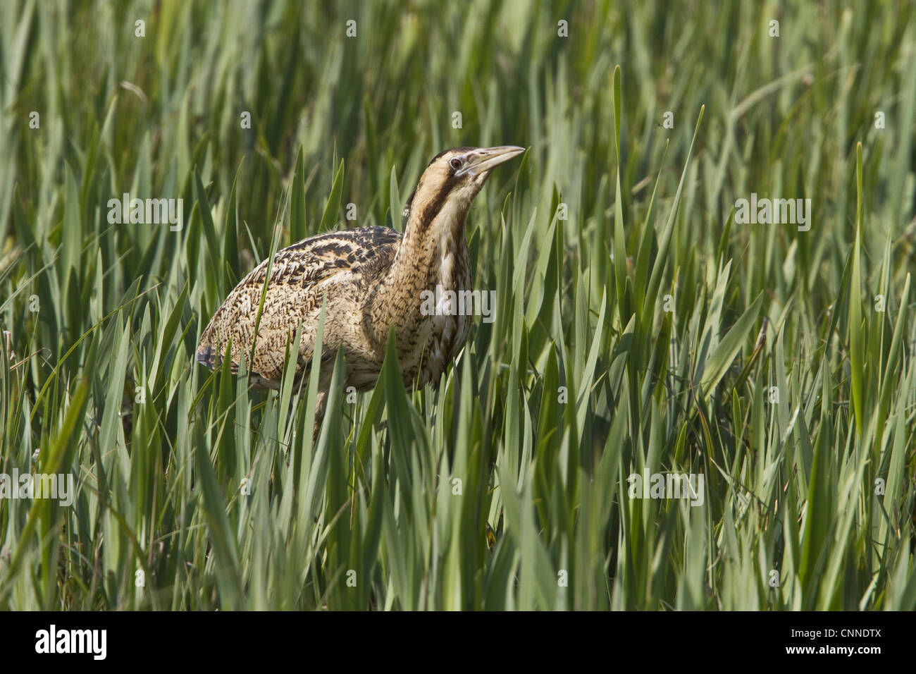Walking through the reeds hi-res stock photography and images - Alamy