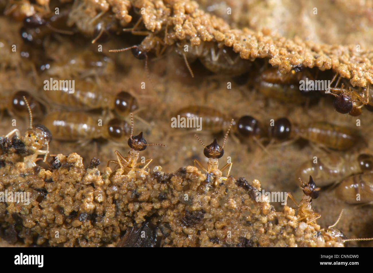 South american termites hi-res stock photography and images - Alamy