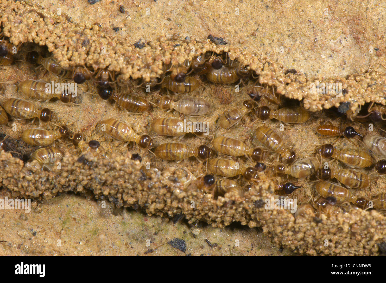 Long-nose Termite Nasutitermes sp. adults workers column changing home ...