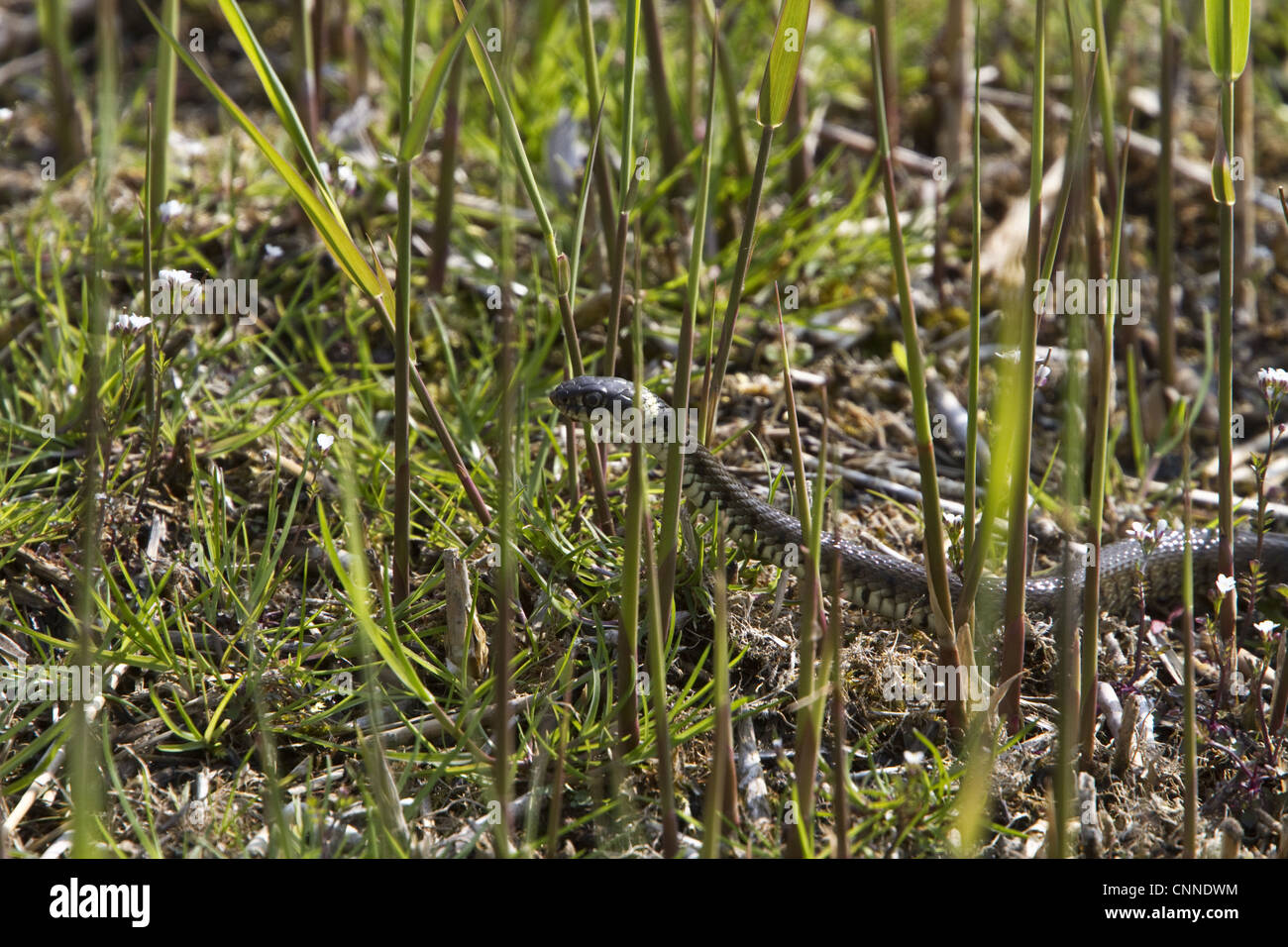 Grass snake hunting in boggy marsh Stock Photo - Alamy