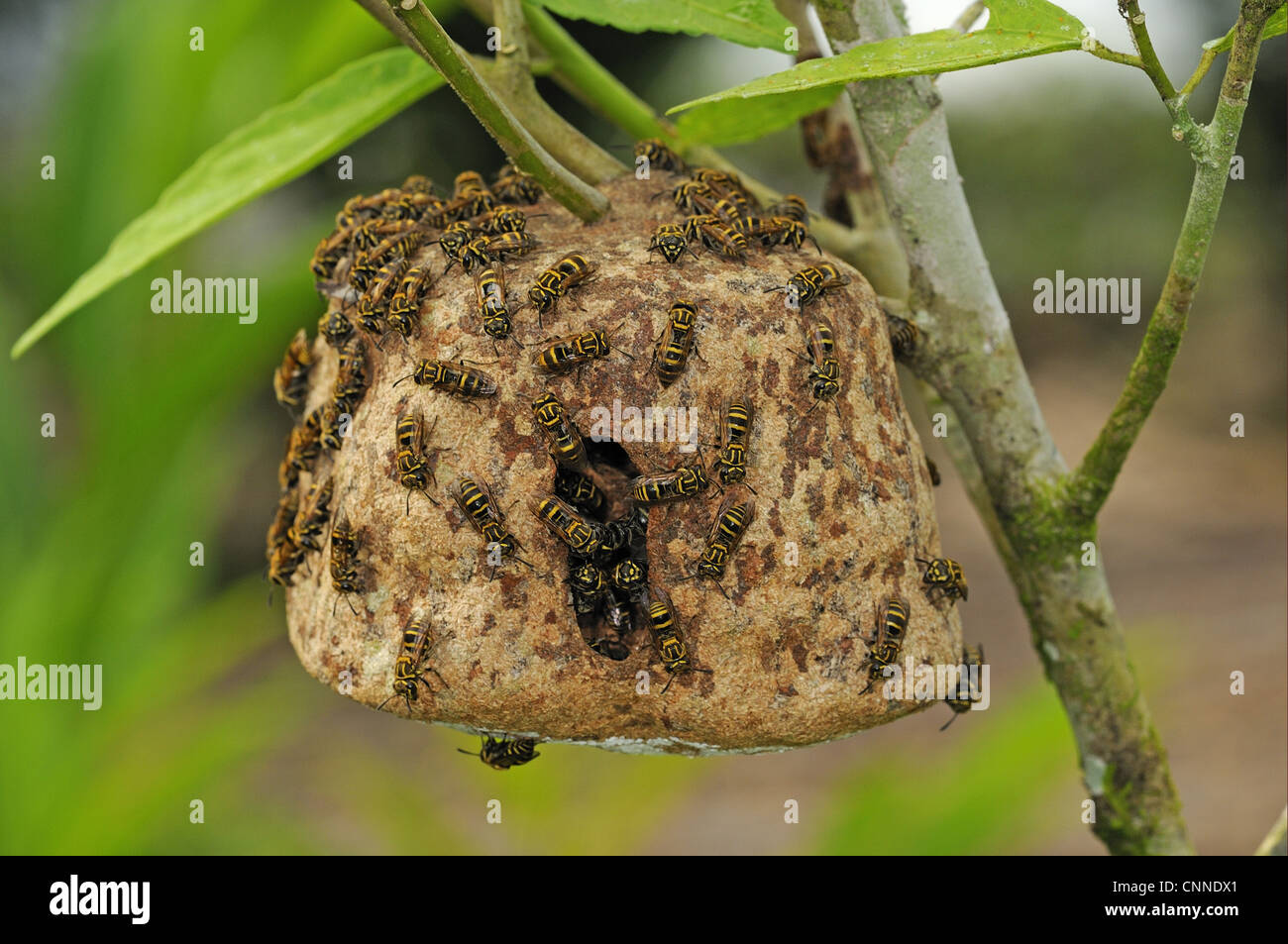 Wasp wasps nest insect hanging hi-res stock photography and images - Alamy
