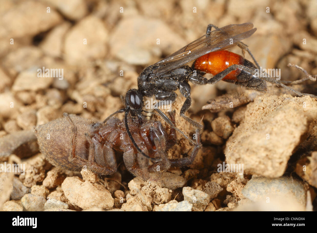 Spider-hunting Wasp (Priocnemis perturbator) adult female, with spider ...