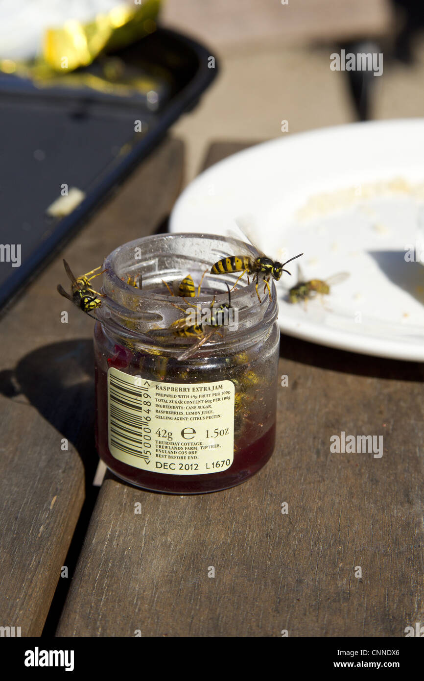 Common Wasp (Vespula vulgaris) adults, group feeding around jam jar at ...