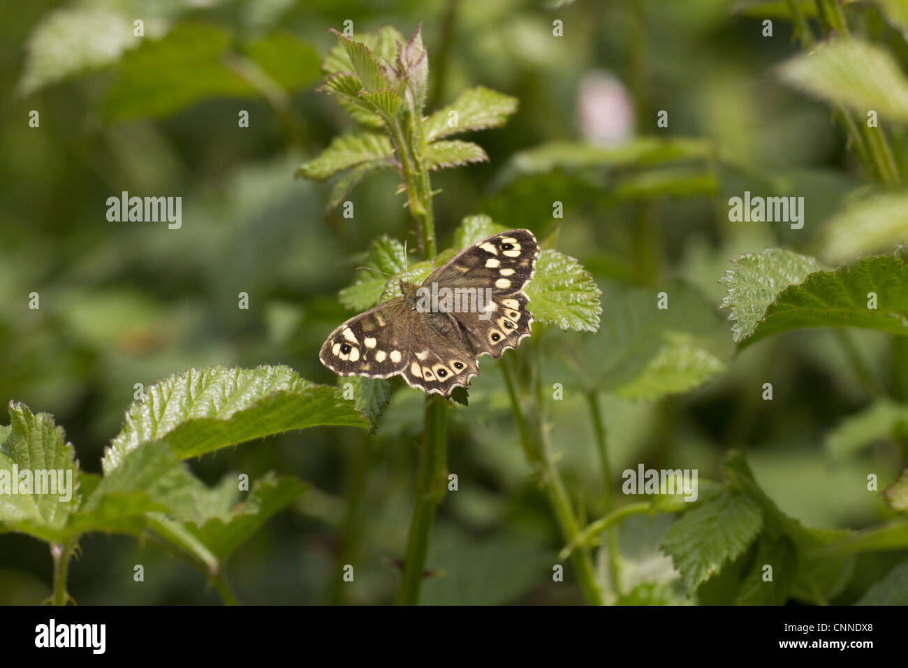 Speckled Wood Butterfly on bramble leaves Stock Photo - Alamy