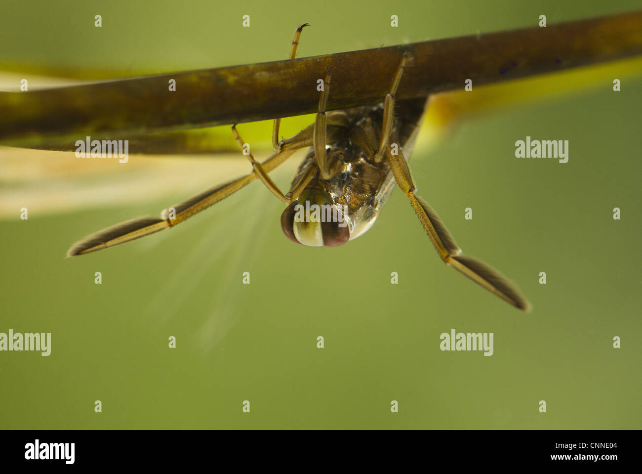 Backswimmers hi-res stock photography and images - Alamy