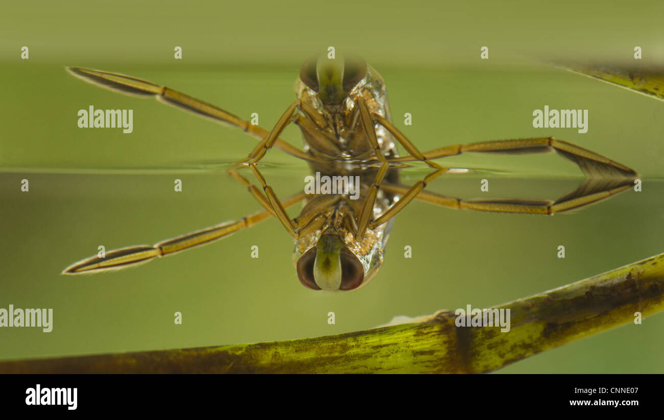 Common Water Boatman (Notonecta glauca) adult, at surface of water ...