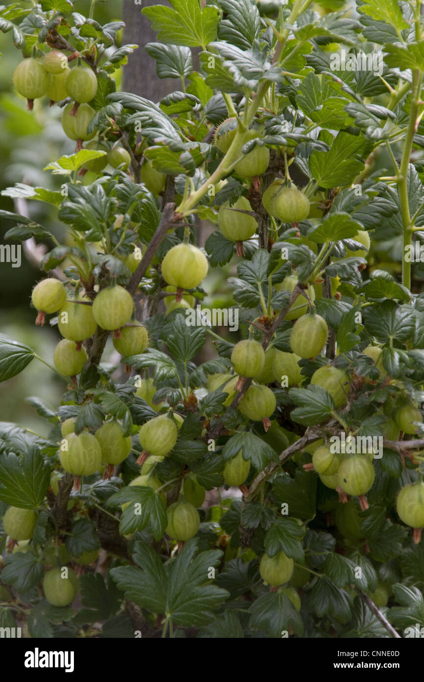 Gooseberry fruits on plant Stock Photo - Alamy