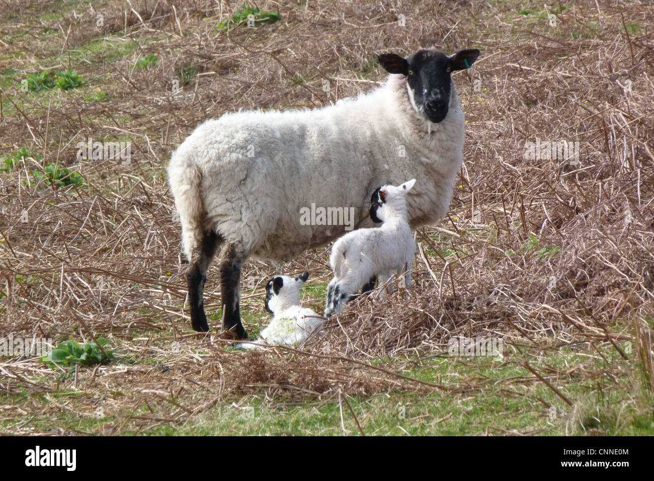 Suffolk cross ewe with young lambs Stock Photo - Alamy