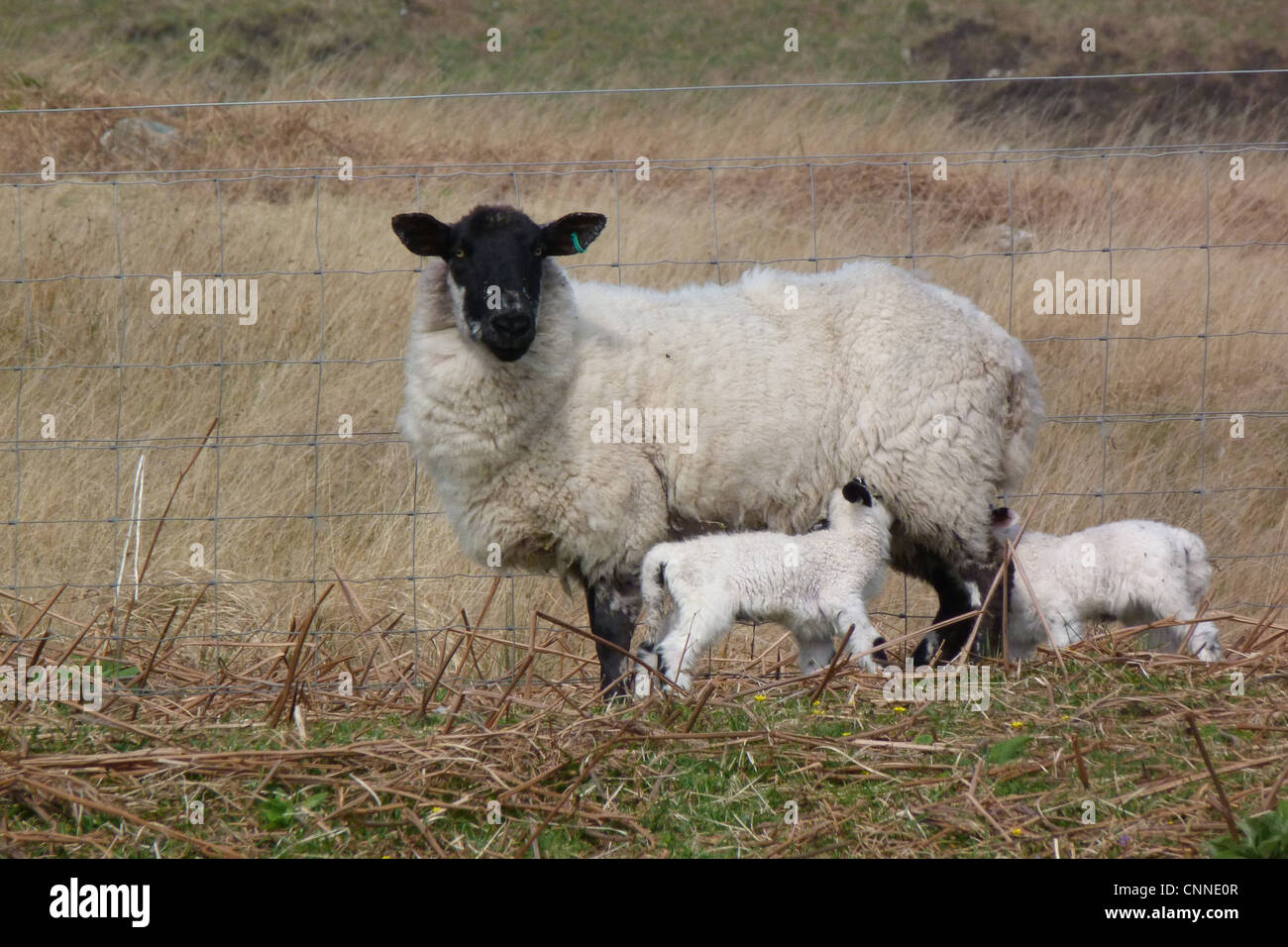 Suffolk cross ewe with young lambs Stock Photo - Alamy