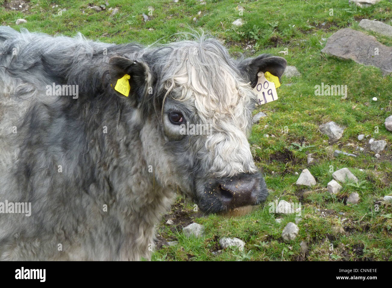 Galloway cross cow with ear tags Stock Photo - Alamy