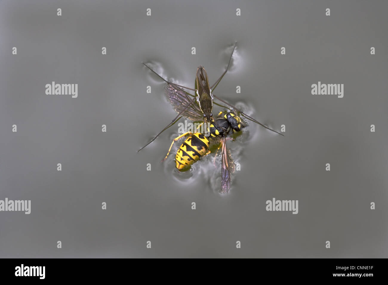 Common Pond Skater Gerris lacustris adult feeding Common Wasp Vespula ...