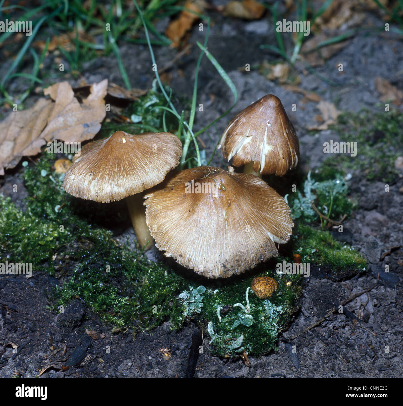 Iinocybe hi-res stock photography and images - Alamy