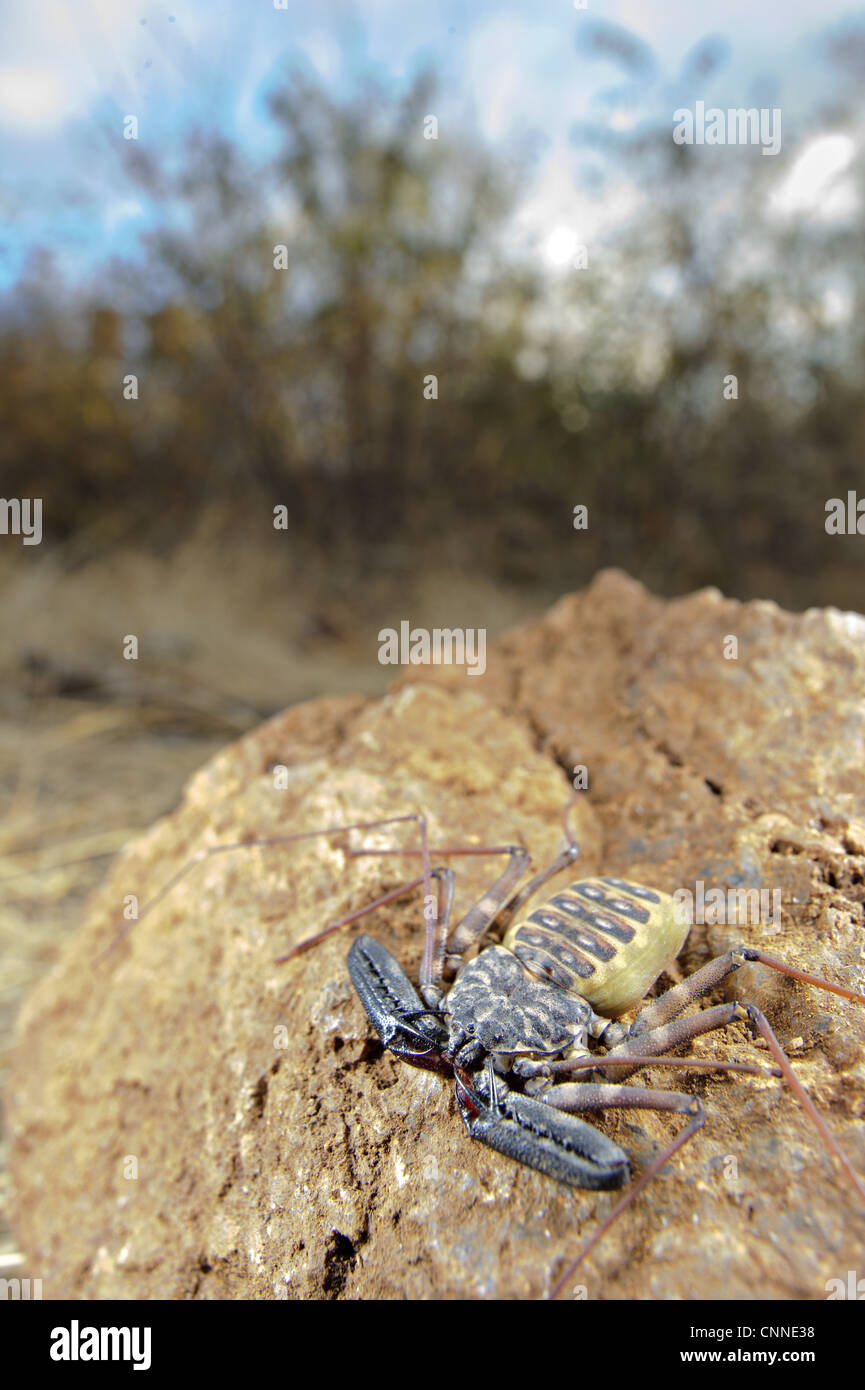 Variegated Tailless Whip Scorpion Damon variegatus adult female rock ...